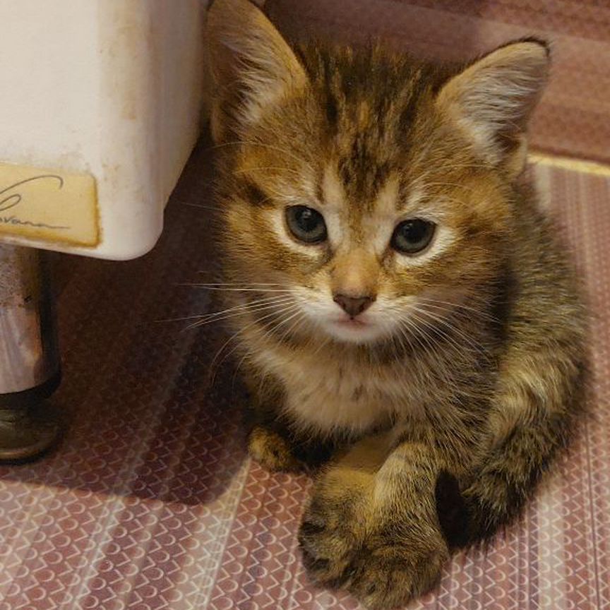 Отдам котят в добрые руки от 1 месяца