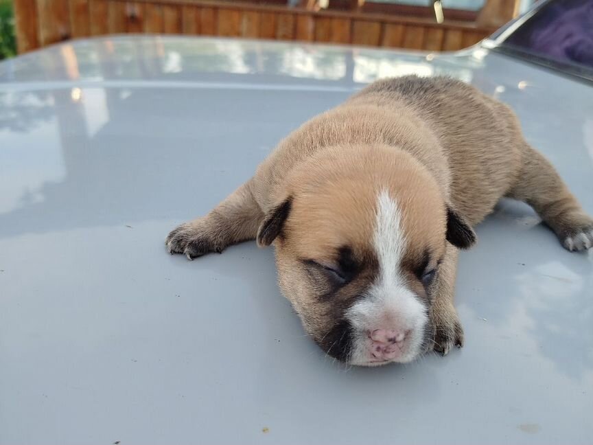 Щенок французский будьдог