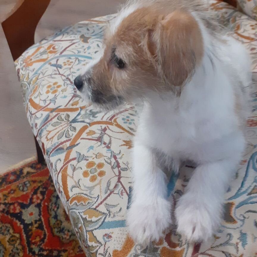 Джек-рассел-терьер, щенок