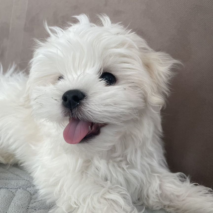 Мальтипу f1 мини