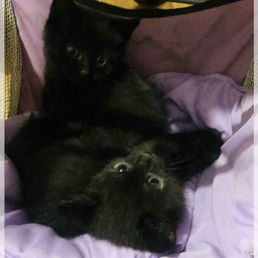 Котята