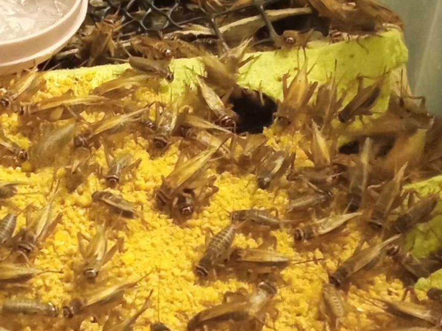 Сверчок домовый, живой корм