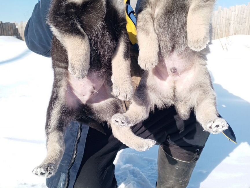 Щенки западно сибирской лайки
