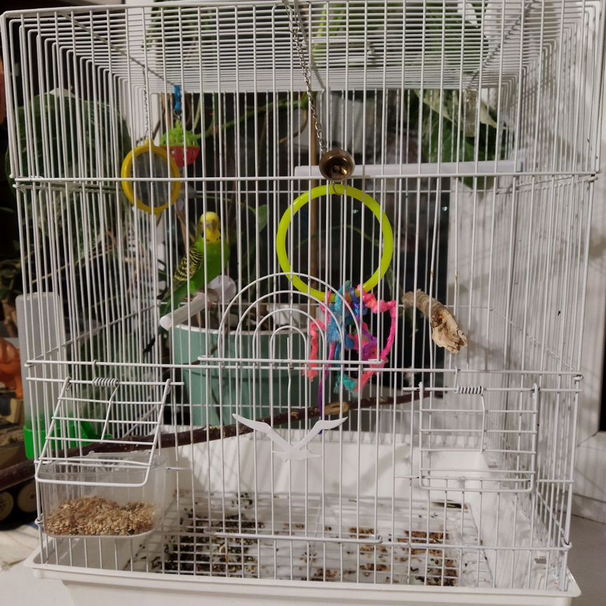 Волнистый попугай девочка