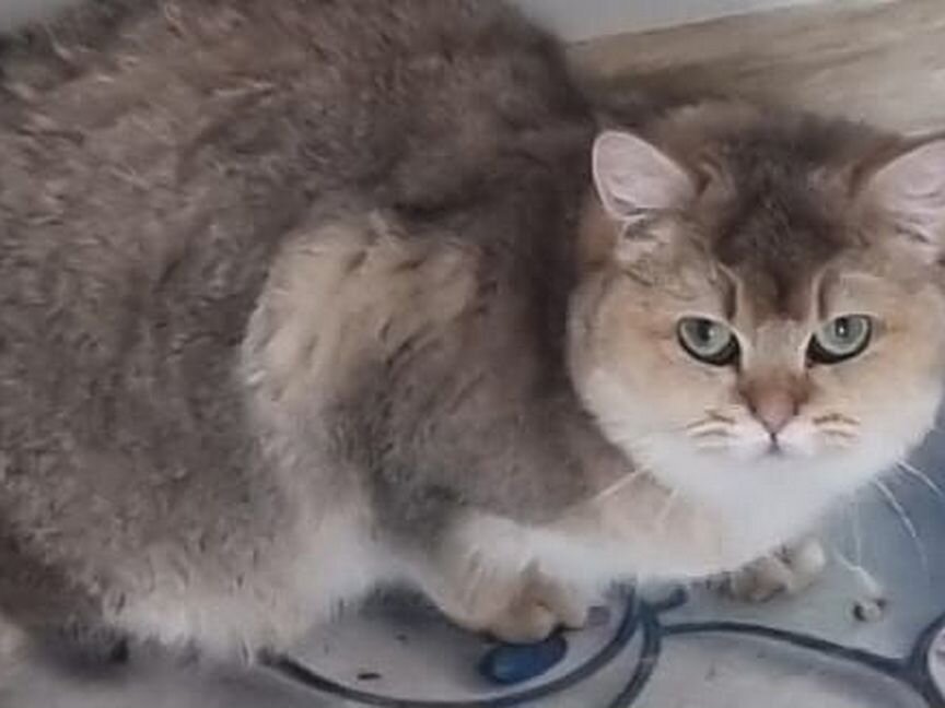 Британская кошечка ищет семью
