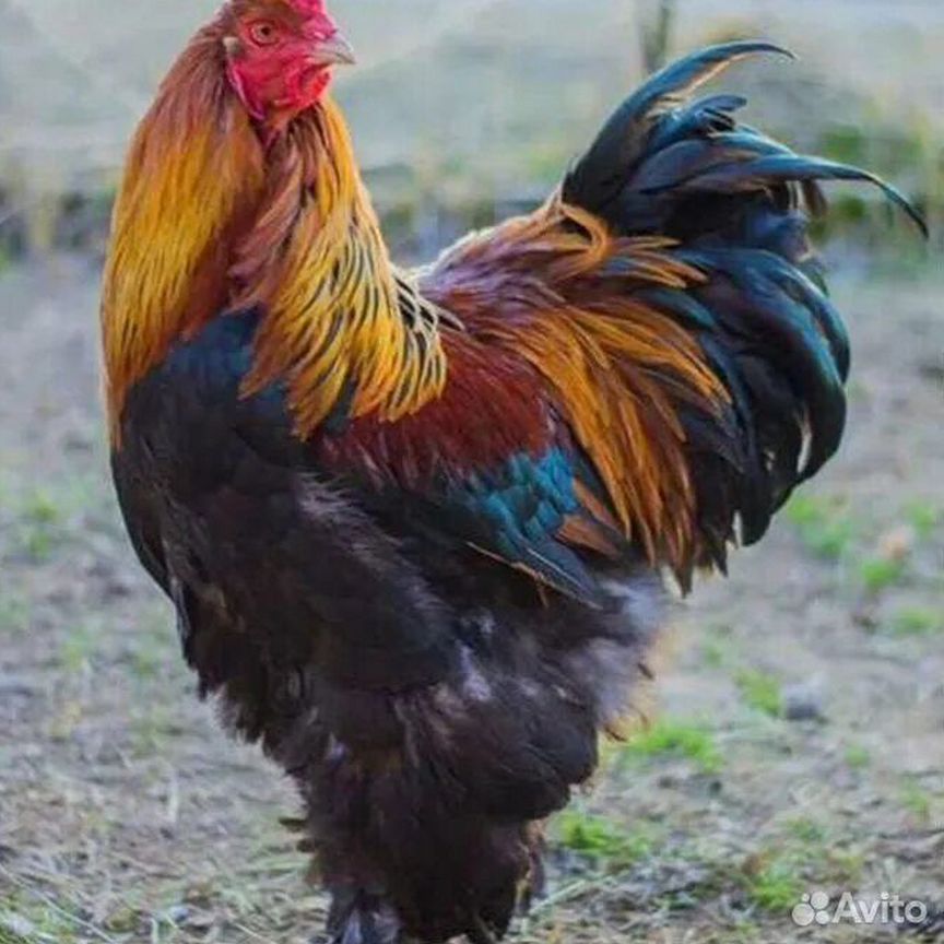 Петух брама