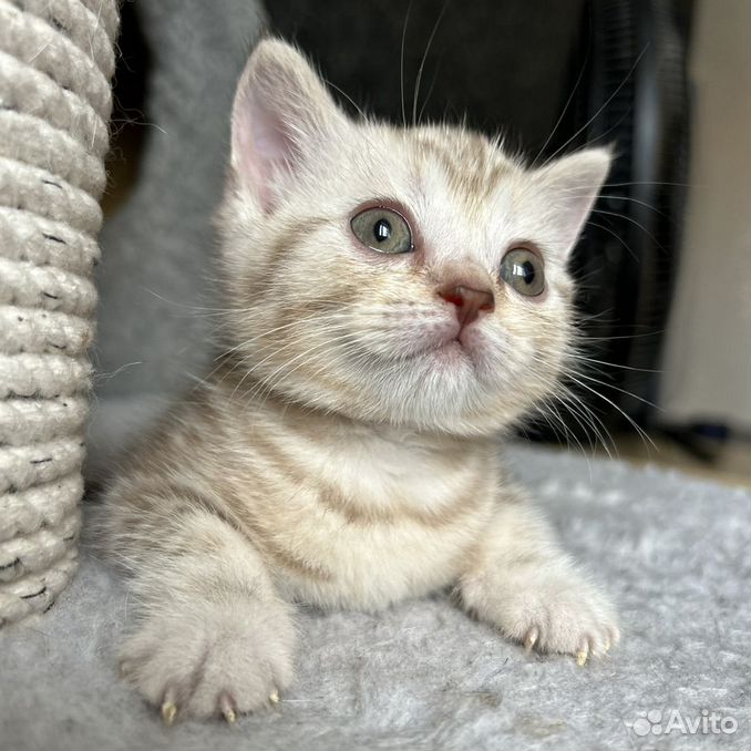 Самые милые шотландские котята