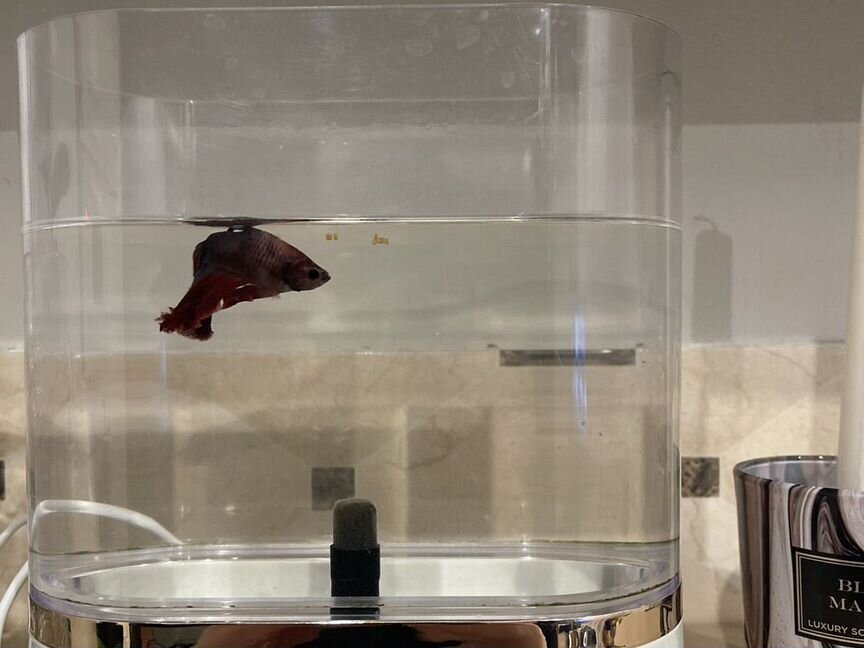 Рыбка петушок бесплатно