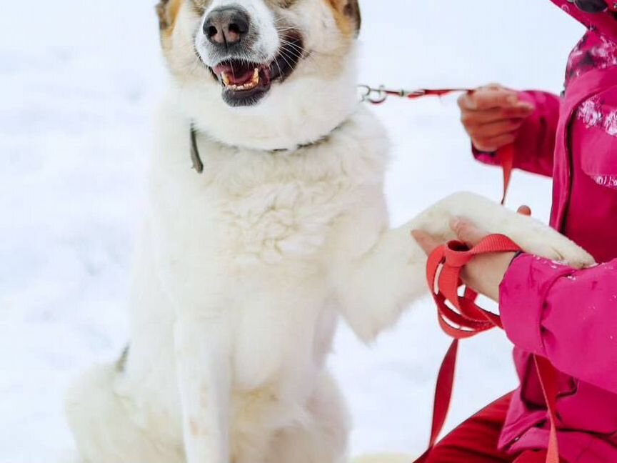 Собака ждет родителей