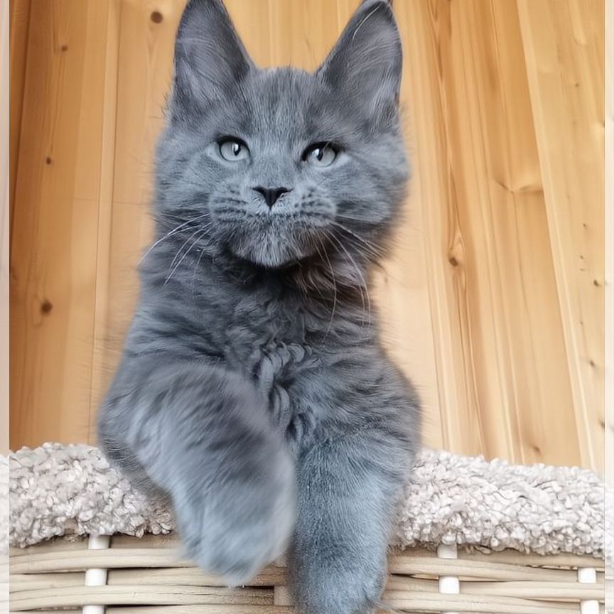 Мейн-кун котёнок