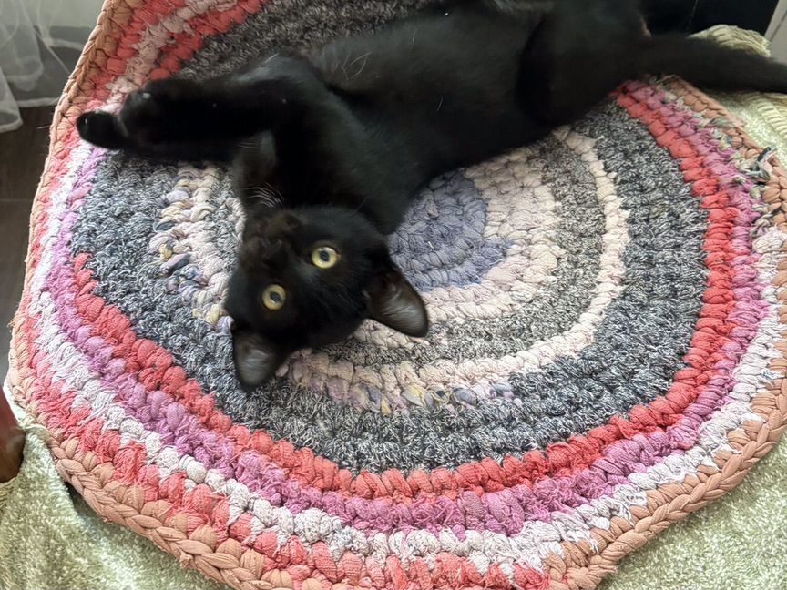 Котенок ищет дом