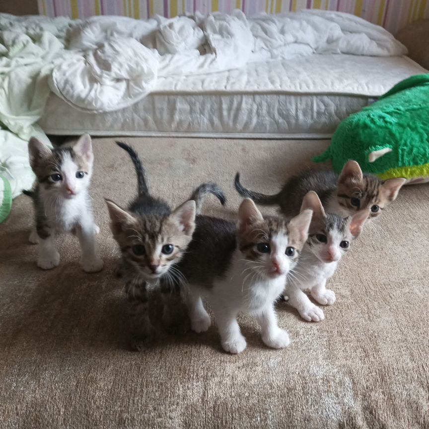 Котята в добрые руки бесплатно