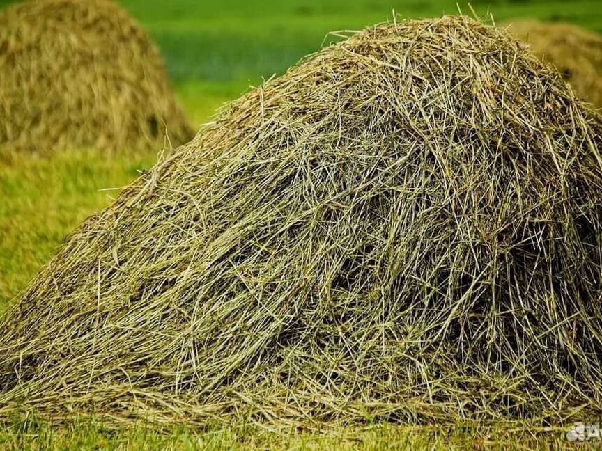 Продам сено