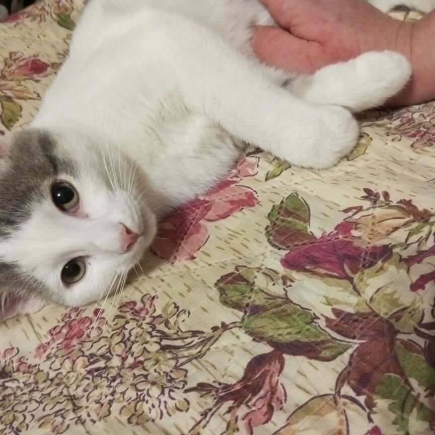 В добрые руки котёнок
