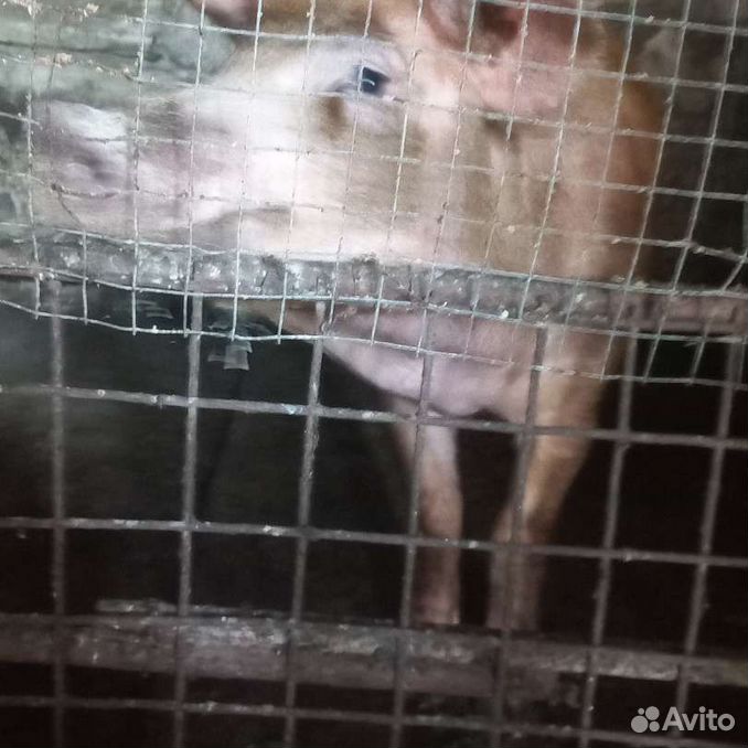 Поросята ландрас дюрок