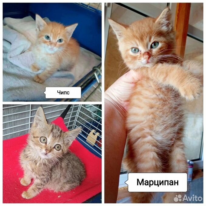 Милые котята хотят домой