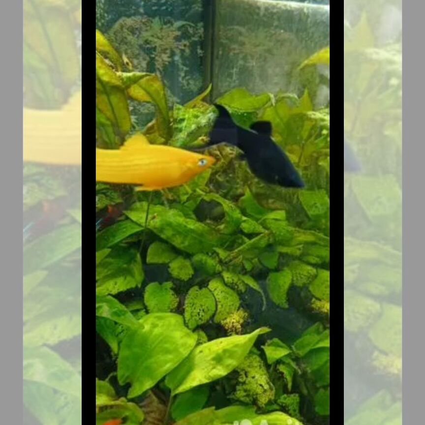 Аквариумные рыбки