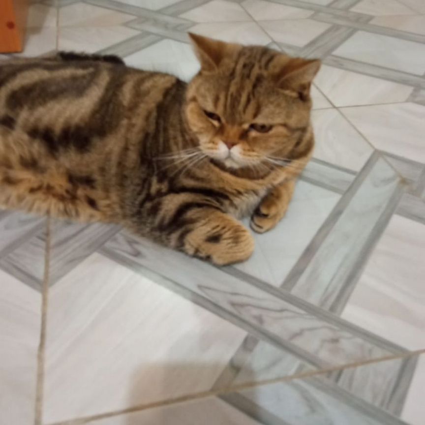 Отдам кошку в добрые руки