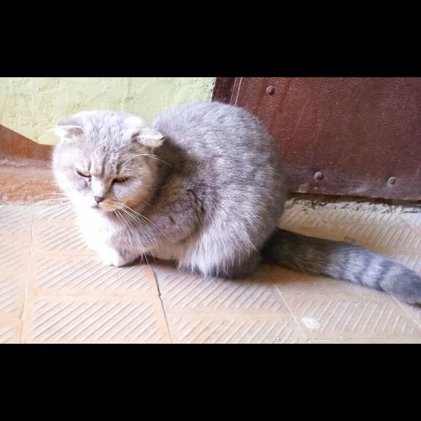 Кошка бесплатно
