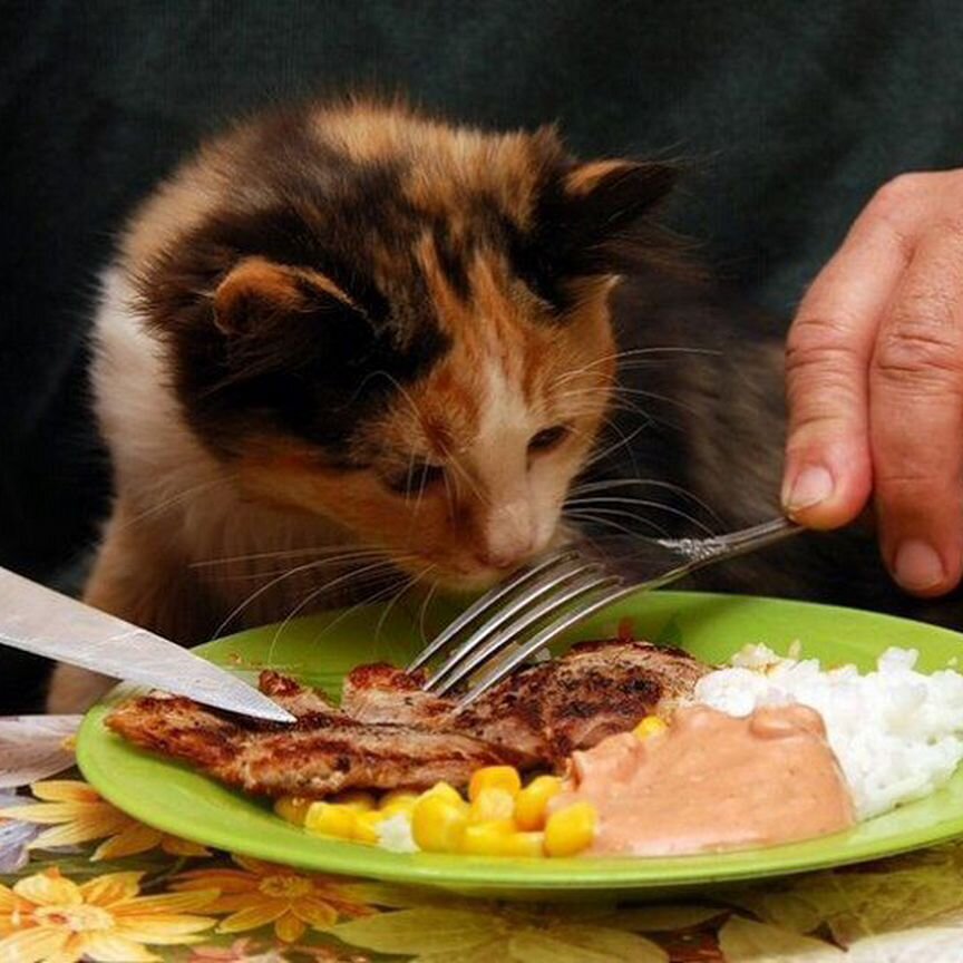 Остатки еды для собак и кошек