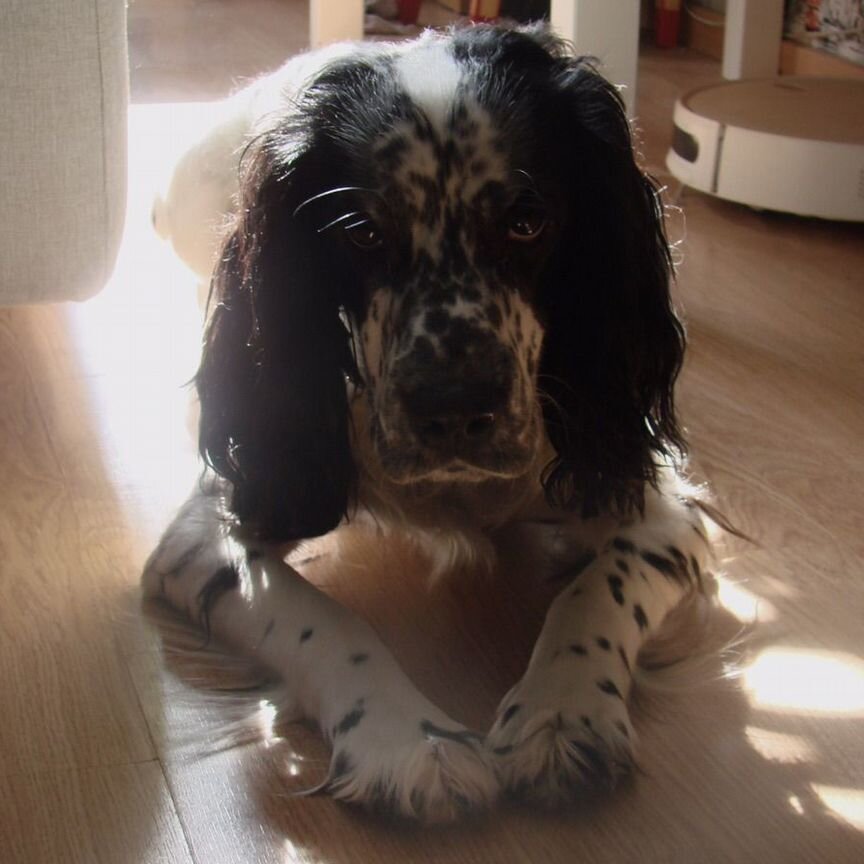 Английский кокер-спаниель, взрослый пёс