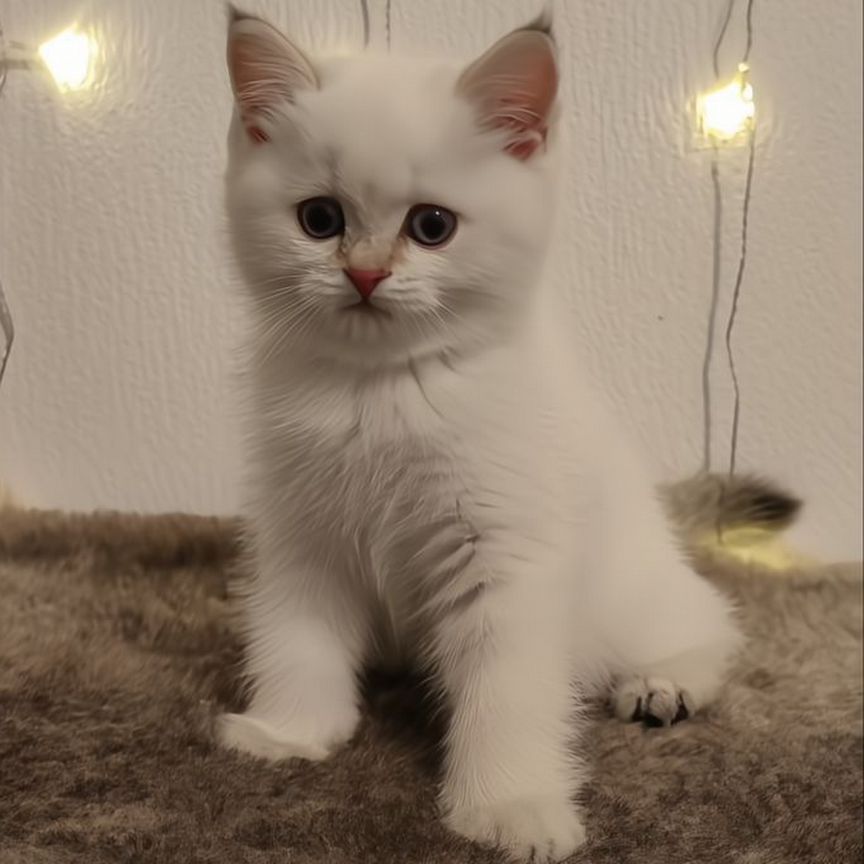 Шотландский прямоухий короткошёрстный котёнок