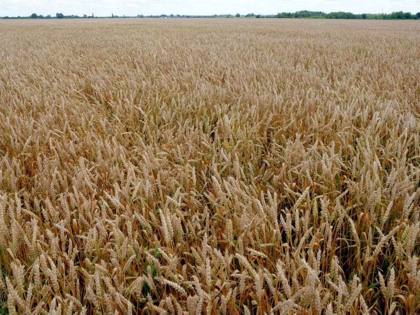 Озимая пшеница