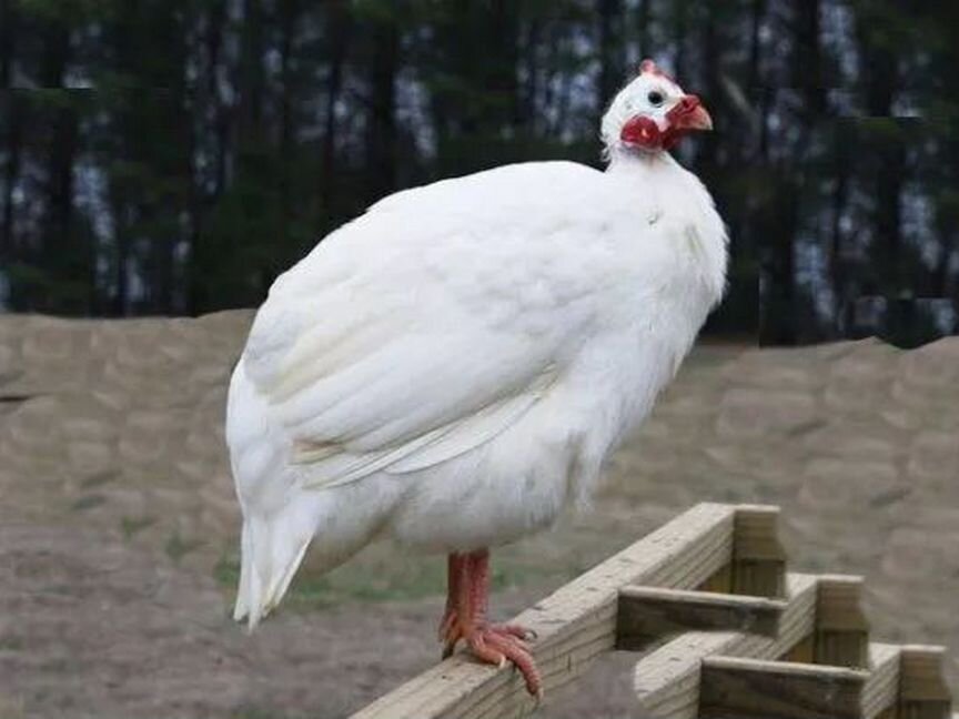 Инкубационное яйцо цесарки белой Волжской