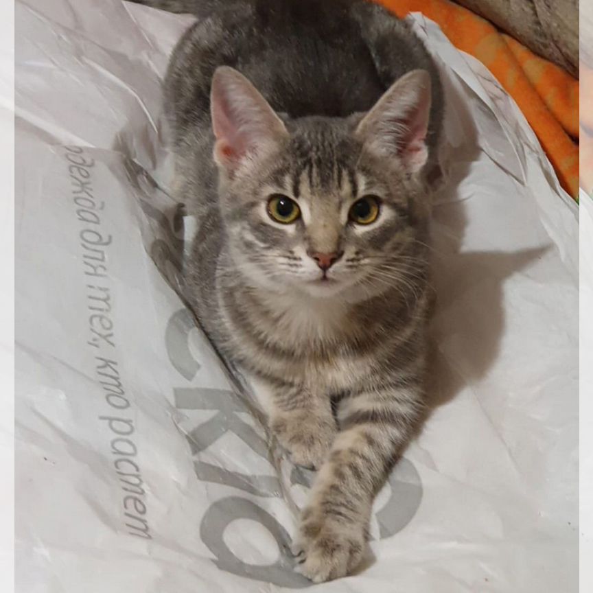 Котёнок в добрые руки