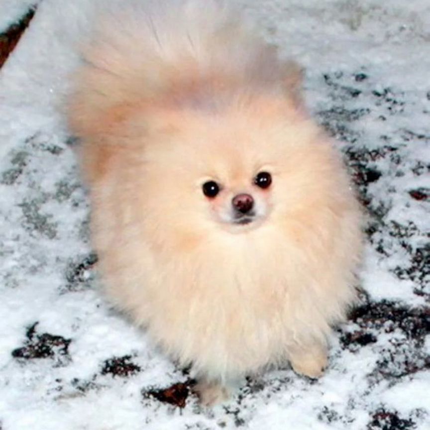 Померанский шпиц