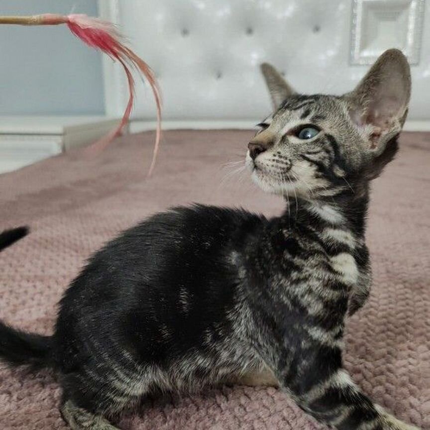 Орики и сиамы