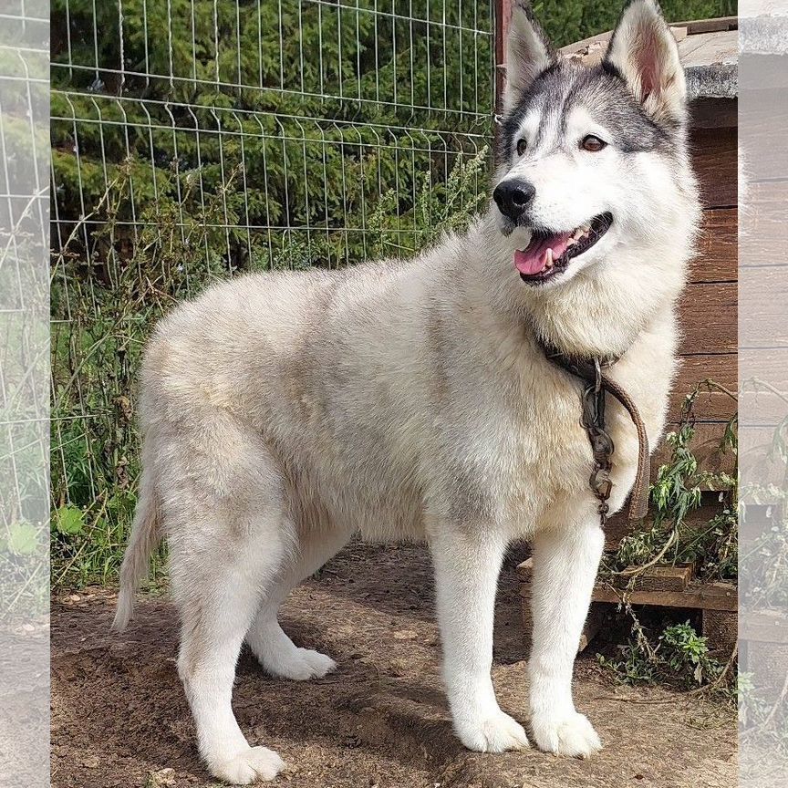 Сибирский хаски бесплатно