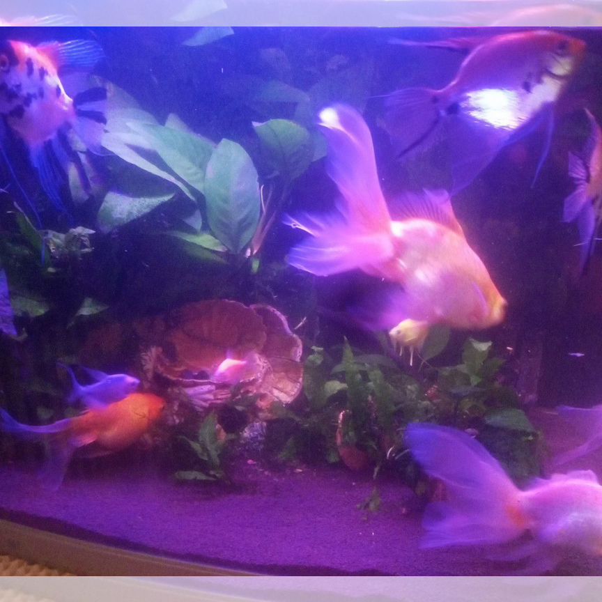 Золотая Рыбка вуалехвост