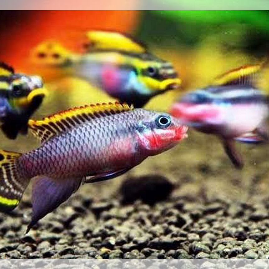 Аквариумные рыбки тениатус нигерия ред