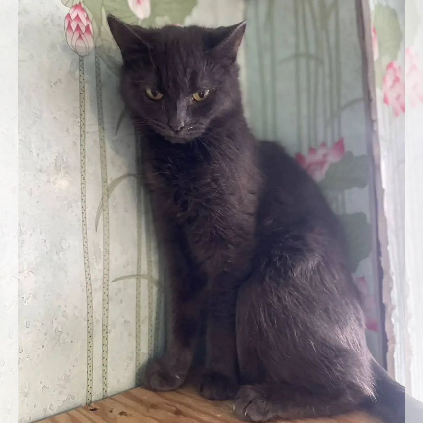 Взрослая, кошка в добрые руки