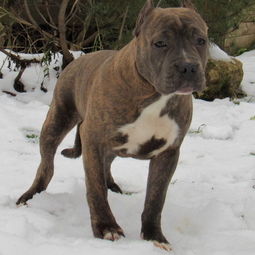 Американский стаффордширский терьер, щенок