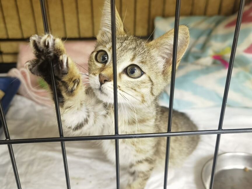 Котенок Мышка очень ждёт маму