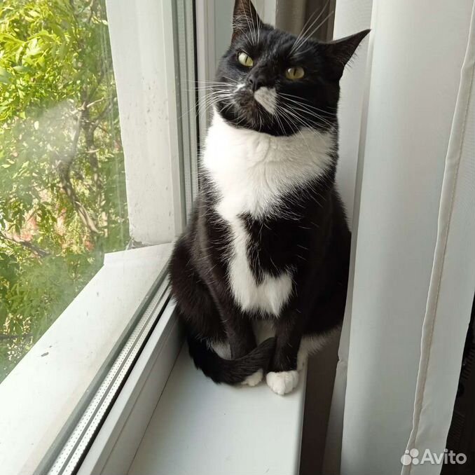 Молодая киска