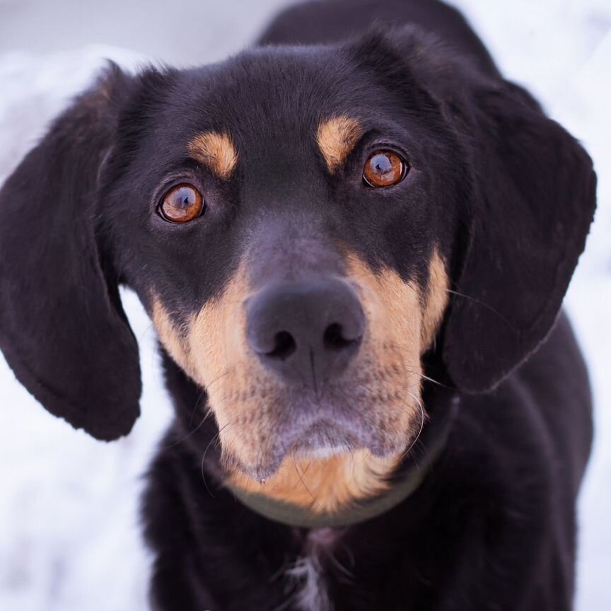 Собака из приюта в дар. Собака-компаньон