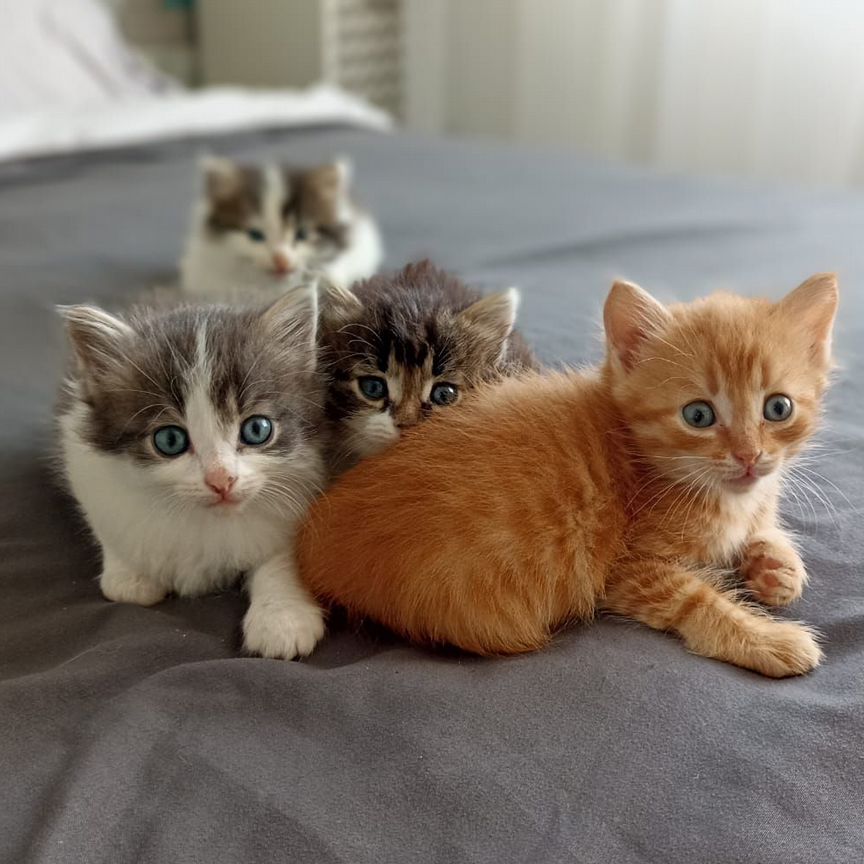 Отдам котят