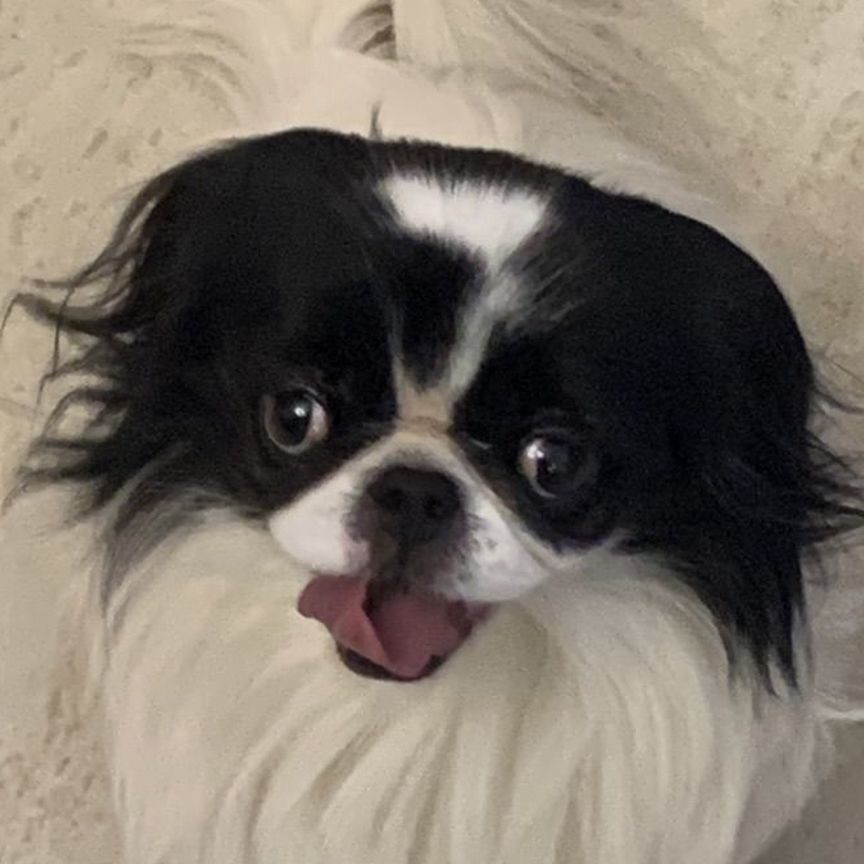 Япоский хин вязка бесплатно