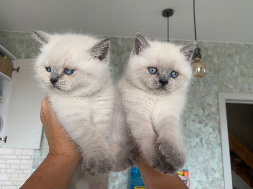 Шодланские котята