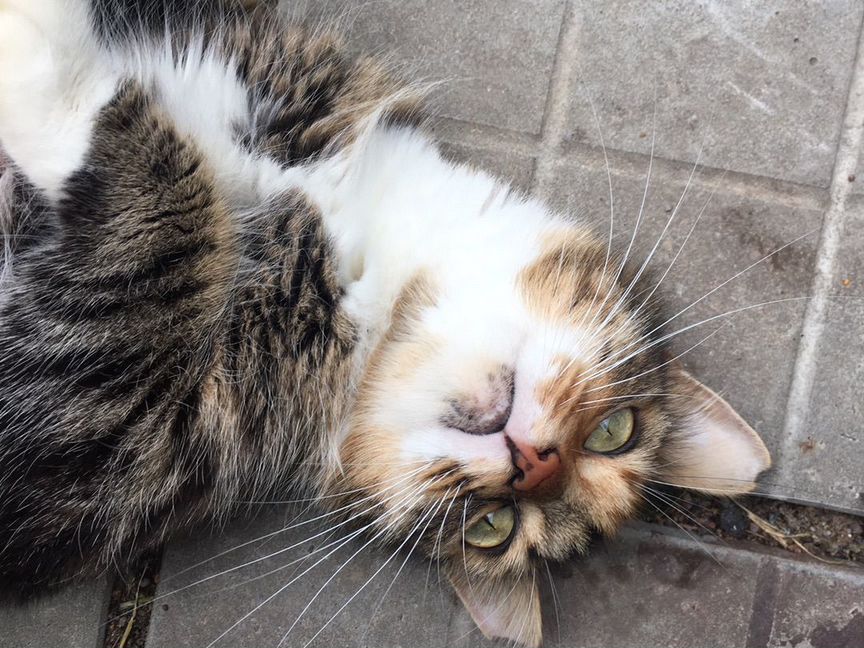 Кошка