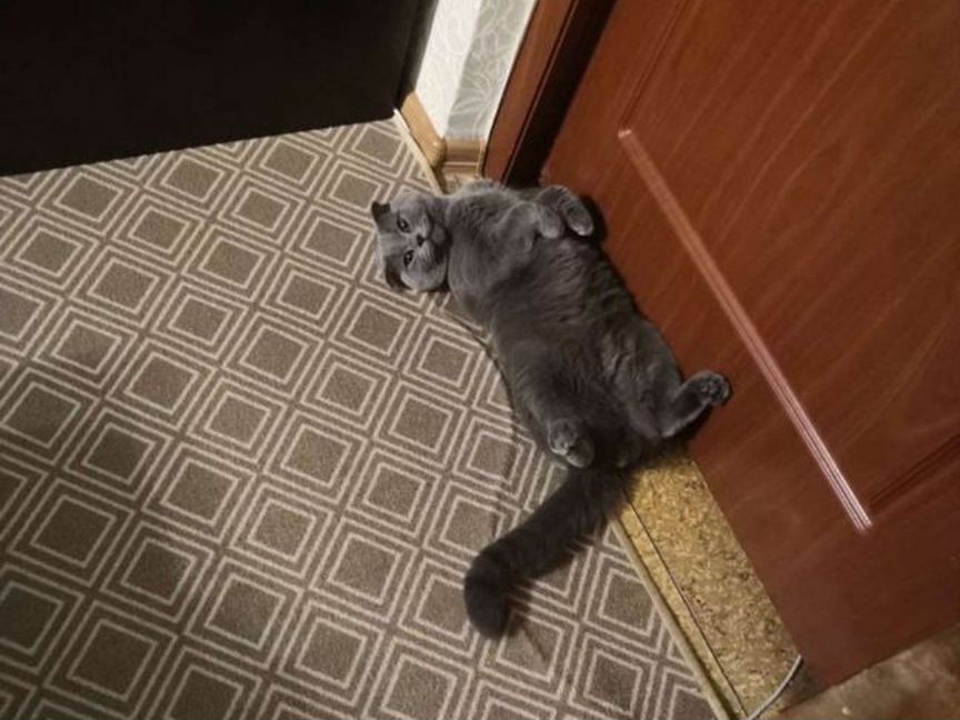 Отдам кота в добрые руки