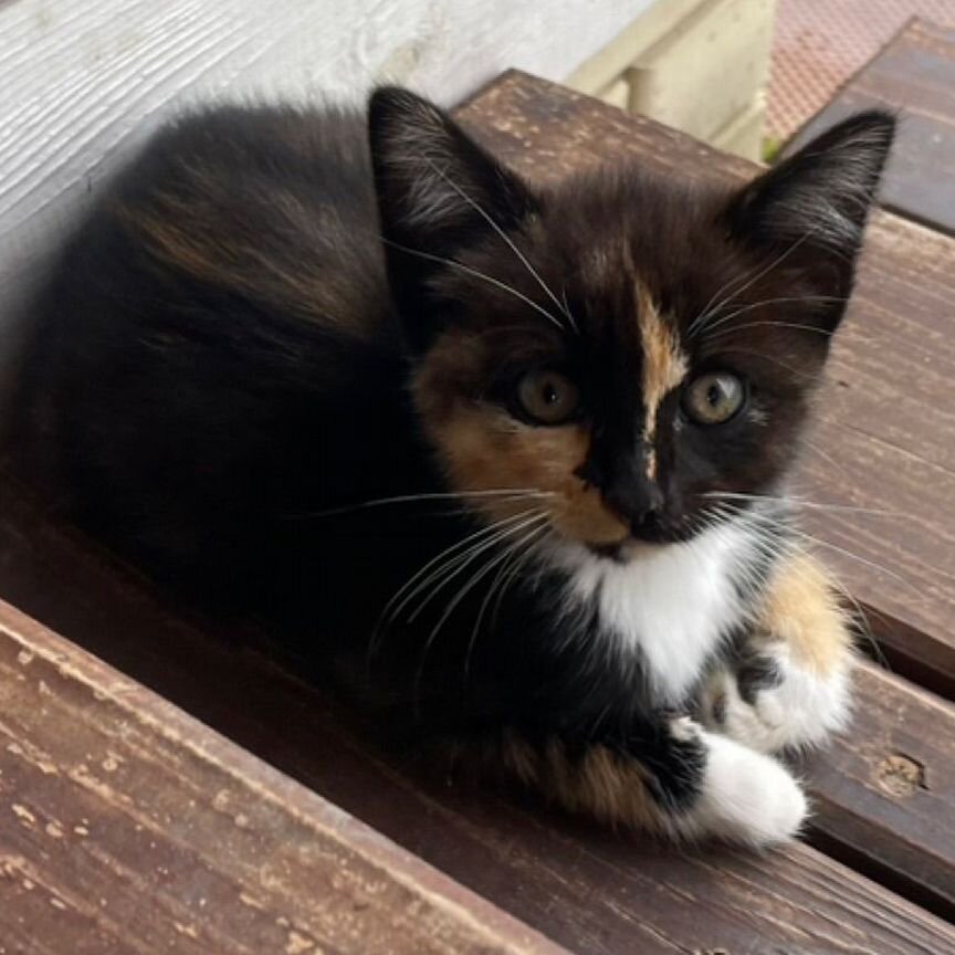 Котенок в добрые руки
