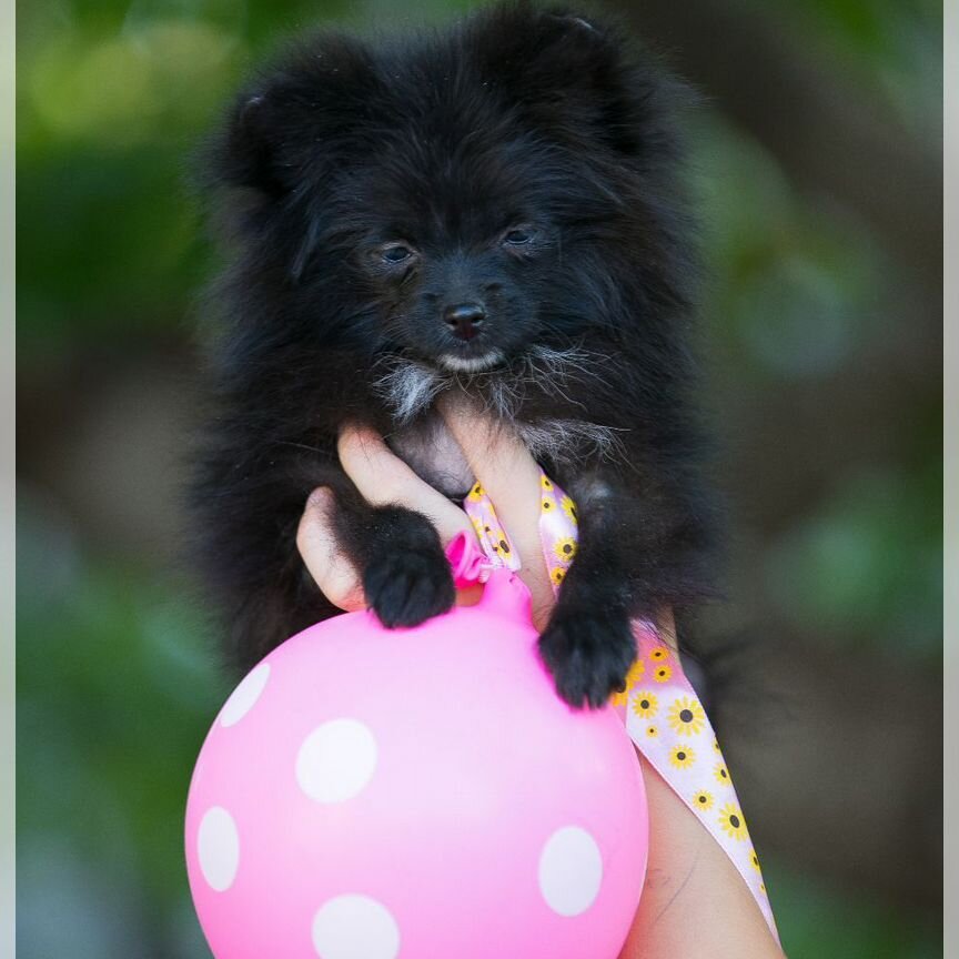 Померанский шпиц девочка