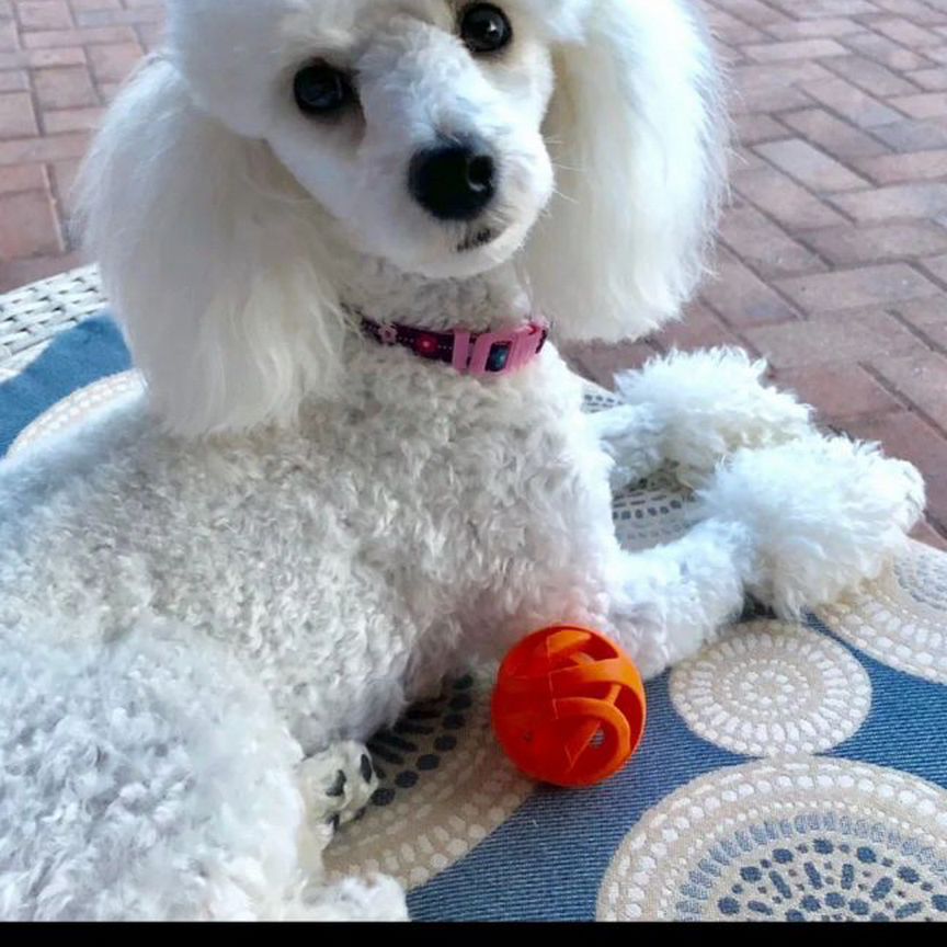 Белоснежный жених ищет прелестную Невесту