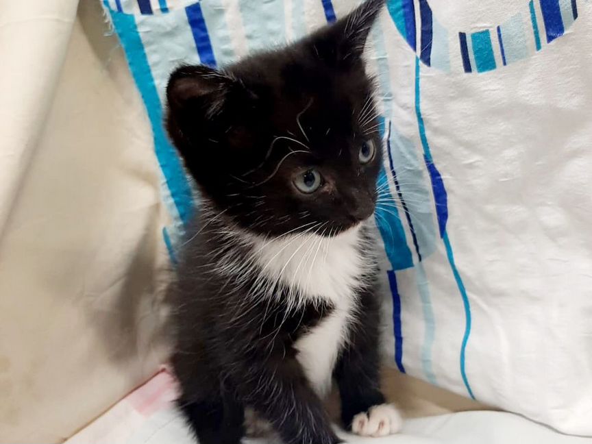 Котенок девочка нежная Маркизочка