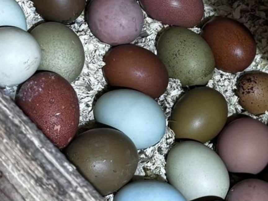 Цыплята кур-несушек