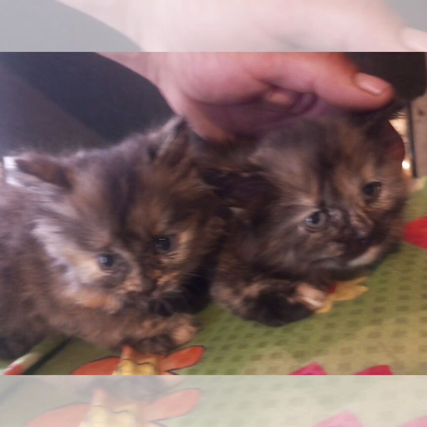 Котята в добрые руки бесплатно